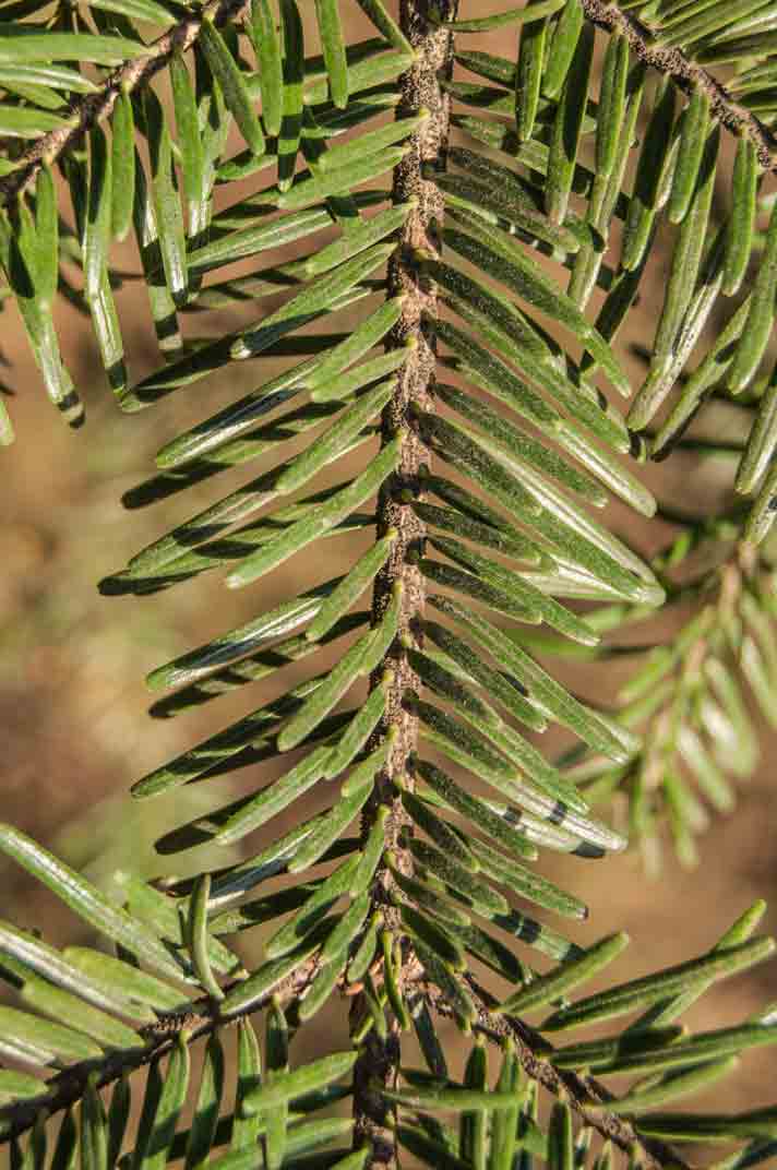 Abies alba - Laboratory Notes