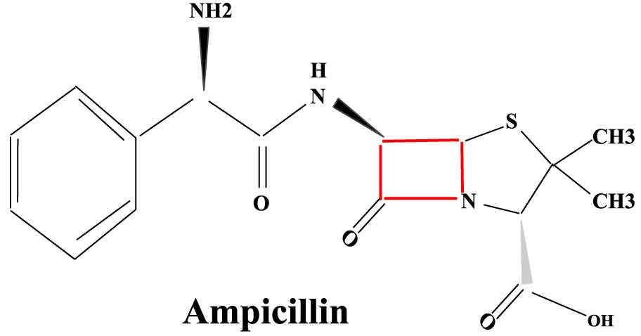 Ampicillin - Laboratory Notes