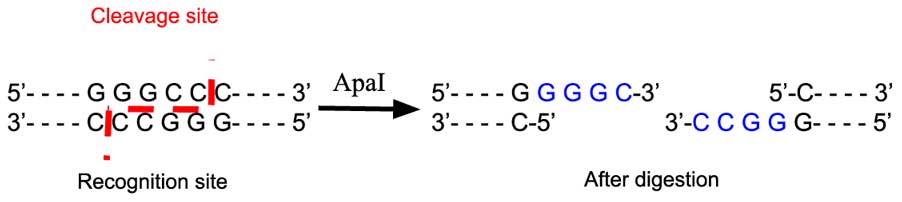 ApaI Restriction Enzyme - Laboratory Notes