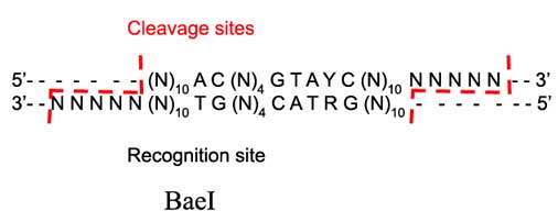 BaeI Restriction Enzyme - Laboratory Notes