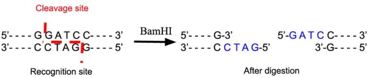 BamHI Restriction Enzyme - Laboratory Notes