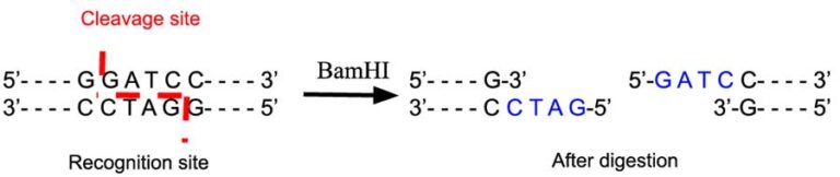 BamHI Restriction Enzyme - Laboratory Notes