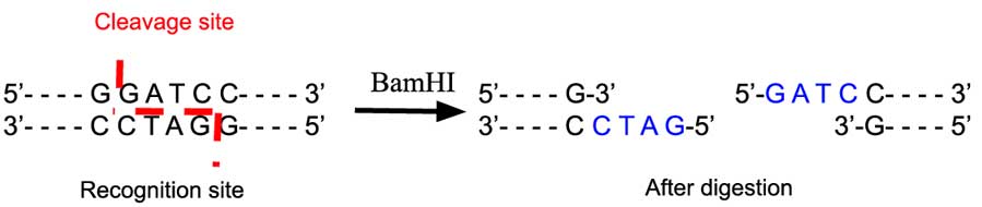 Bamhi Restriction Enzyme Laboratory Notes