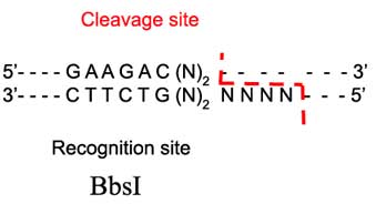 BbsI Restriction Enzyme - Laboratory Notes