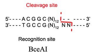 BceAI Restriction Enzyme - Laboratory Notes