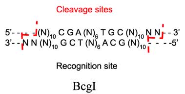 BcgI Restriction Enzyme - Laboratory Notes