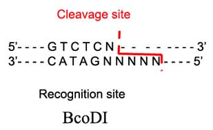 BcoDI Restriction Enzyme - Laboratory Notes