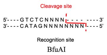 BfuAI Restriction Enzyme - Laboratory Notes