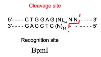 BpmI Restriction Enzyme - Laboratory Notes