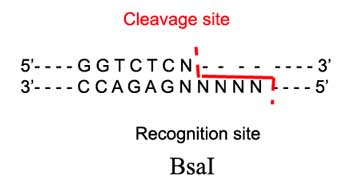 BsaI Restriction Enzyme - Laboratory Notes