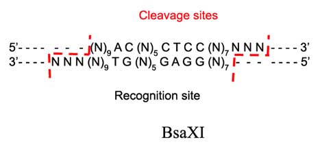 BsaXI Restriction Enzyme - Laboratory Notes