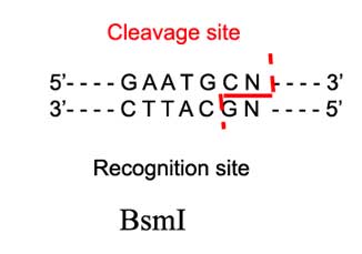 BsmI Restriction Enzyme - Laboratory Notes