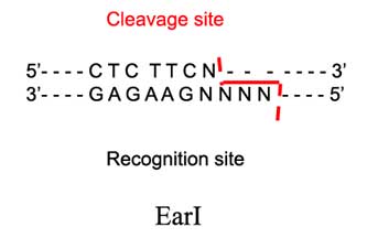 EarI Restriction Enzyme - Laboratory Notes