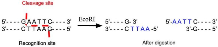EcoRI Restriction Enzyme - Laboratory Notes