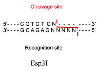 Esp3I Restriction Enzyme - Laboratory Notes