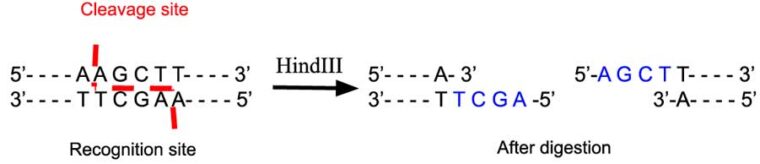 HindIII Restriction Enzyme - Laboratory Notes