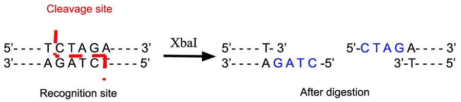 NheI Restriction Enzyme - Laboratory Notes
