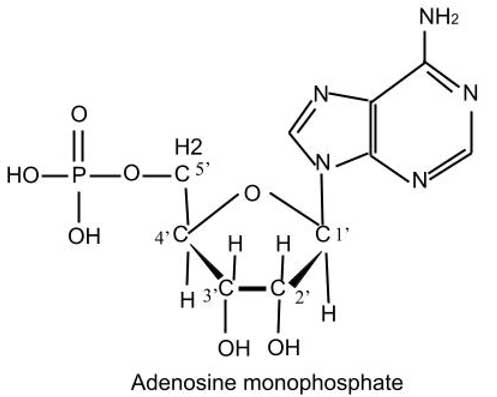 Adenosine Monophosphate - Laboratory Notes