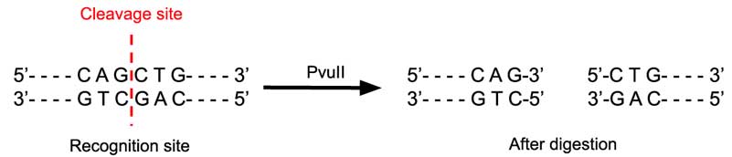 PvuII Restriction Enzyme - Laboratory Notes