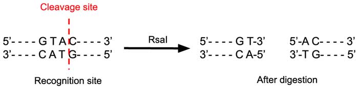 RsaI Restriction Enzyme - Laboratory Notes