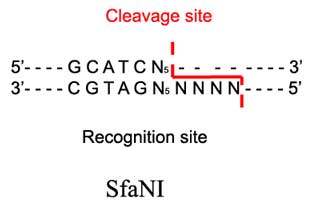 SfaNI Restriction Enzyme - Laboratory Notes