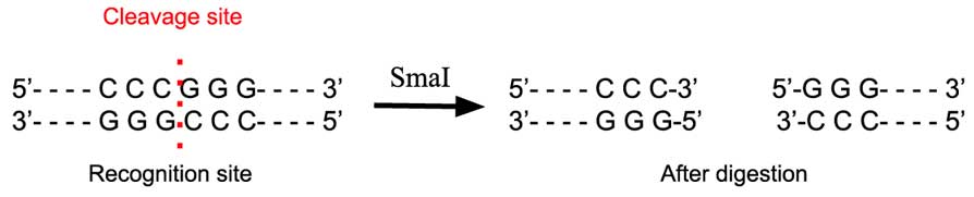 SmaI Restriction Enzyme - Laboratory Notes