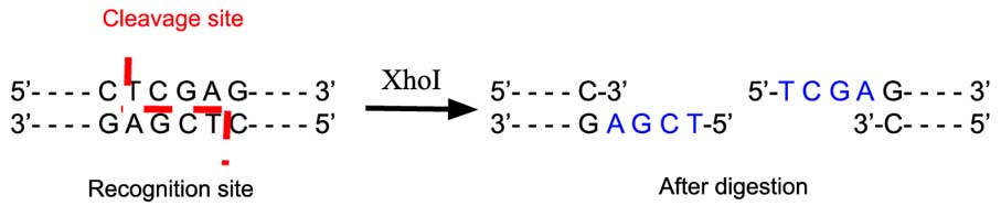 XhoI Restriction Enzyme - Laboratory Notes