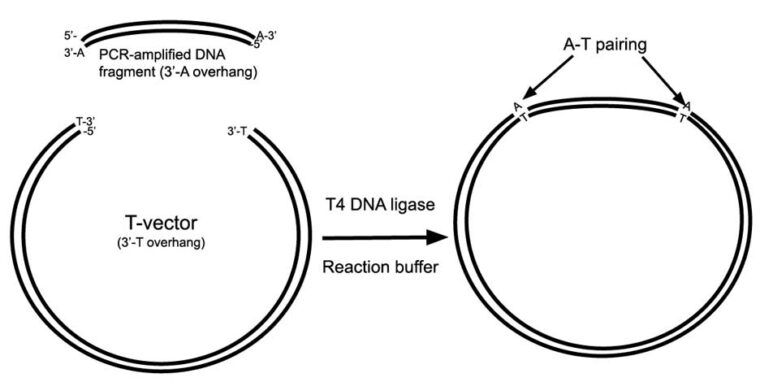 TA Cloning - Laboratory Notes