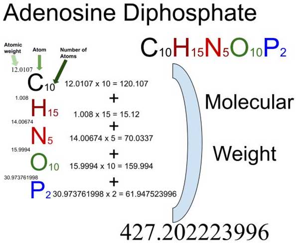 Adenosine Diphosphate (ADP) [C10H15N5O10P2] Molecular Weight ...