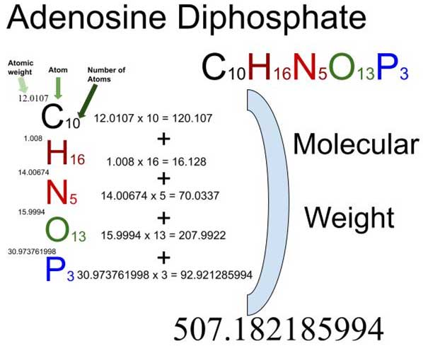 Adenosine Triphosphate (ATP) [C10H16N5O13P3] Molecular Weight ...