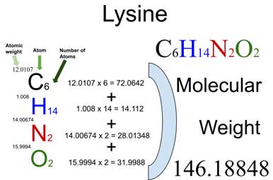 Lysine [C6H14N2O2] Molecular Weight Calculation - Laboratory Notes