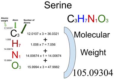 Serine [C3H7NO3] Molecular Weight Calculation - Laboratory Notes