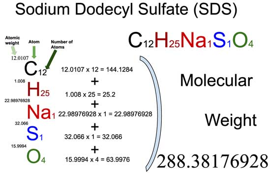 Sodium Dodecyl Sulfate (SDS) [C12H25NaSO4] Molecular Weight Calculation ...