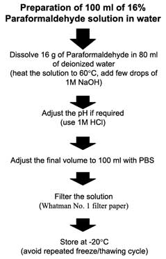 Preparation of 16% Paraformaldehyde Stock Solution - Laboratory Notes