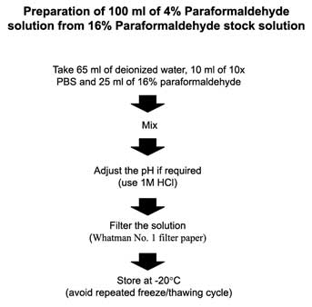 Preparation of 4% Paraformaldehyde Solution in PBS from 16% Stock ...