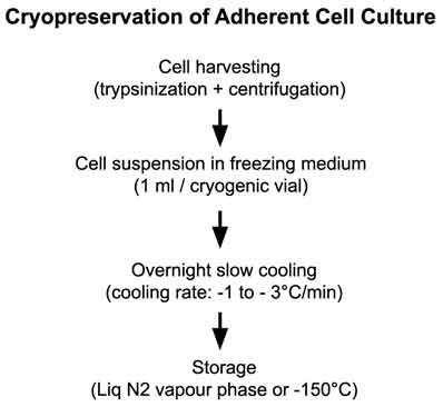 Protocol – Cryopreservation of Adherent Cell Culture - Laboratory Notes